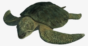 Giga - Giga Scratch Sprite - Free Transparent PNG Download - PNGkey