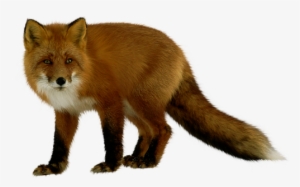 Renard Png - Free Transparent PNG Download - PNGkey