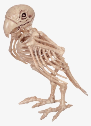 Skeleton Parrot - Parrot Skeleton - Free Transparent PNG Download - PNGkey