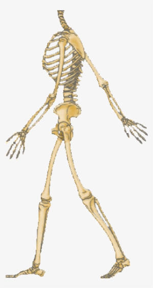 Skeletons - Arrow - Free Transparent PNG Download - PNGkey