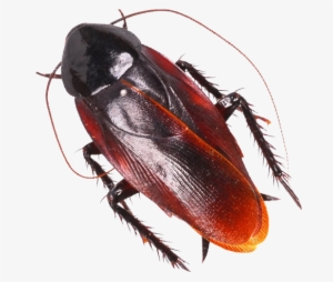 Intro-image - Blatta - Free Transparent PNG Download - PNGkey