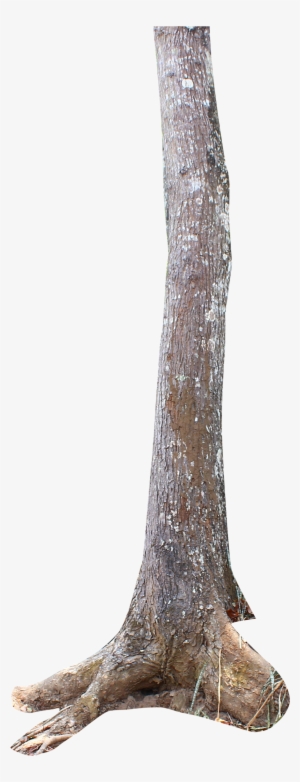 Tree Trunk - Free Transparent PNG Download - PNGkey