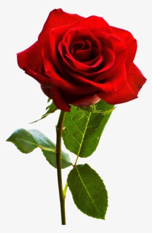 Tumblr Transparent Flowers Rose - Flower With No Background - Free ...