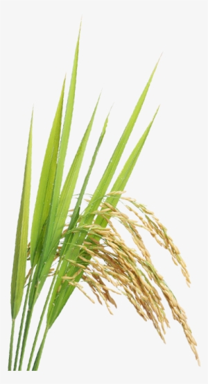 India,world's Largest Exporter Become Importer For - Green Paddy Png ...