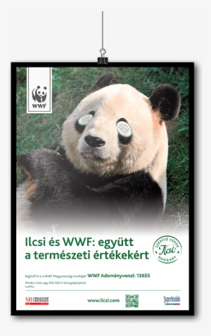 Ilcsi - Wwf - Free Transparent PNG Download - PNGkey