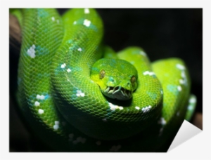 Green Tree Python - Free Transparent PNG Download - PNGkey