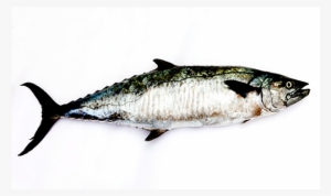 Anjal Fish - News - Free Transparent PNG Download - PNGkey