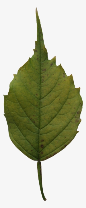 2d Leaves - Leaf - Free Transparent PNG Download - PNGkey