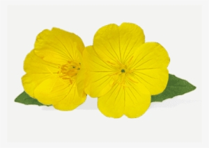 Nachtkerze - Evening Primrose Png - Free Transparent PNG Download - PNGkey
