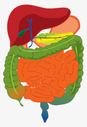 Complete Gi Tract - Colour Of Digestive System - Free Transparent PNG ...
