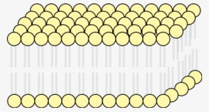 Plasma Membrane - Cell Wall Png - Free Transparent PNG Download - PNGkey