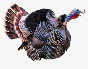 Screaming Turkey Png - Free Transparent PNG Download - PNGkey