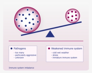Major Cell Subsets Of The Innate And Adaptive Immune - Immune System ...