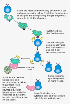 Types Of Immune Responses - T Cell Stimulation With Peptide Pool - Free ...