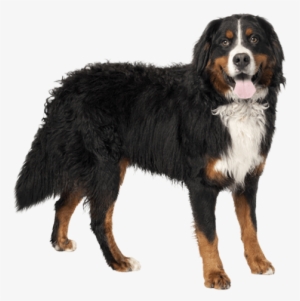 Bernese Mountain Dog - Dog - Free Transparent PNG Download - PNGkey