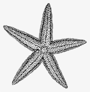 Wiktionary Svg Black And White Library - Starfish Black And White ...