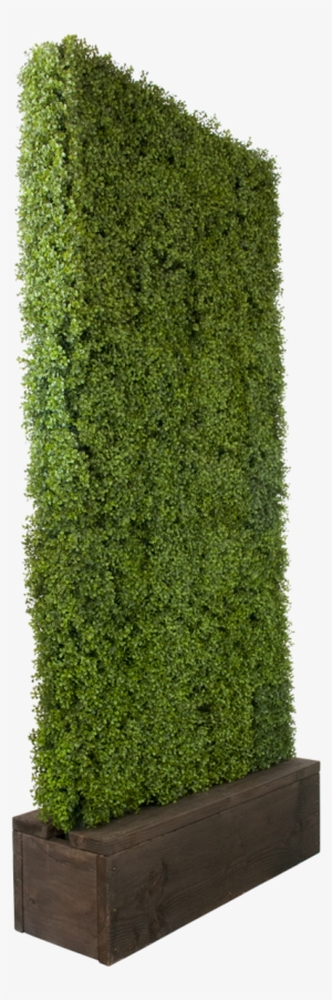 Artificial Boxwood Hedge - Box - Free Transparent PNG Download - PNGkey