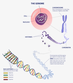 Thegenome Cell To Dna - Many Chromosomes Do Humans Have - Free ...