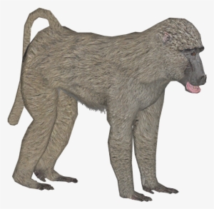 Olive Baboon Tracks - Baboons Feet - Free Transparent PNG Download - PNGkey