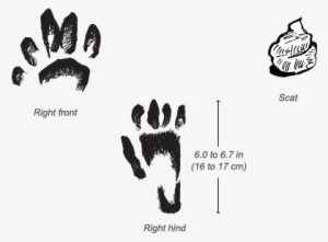 Olive Baboon Tracks - Baboons Feet - Free Transparent PNG Download - PNGkey