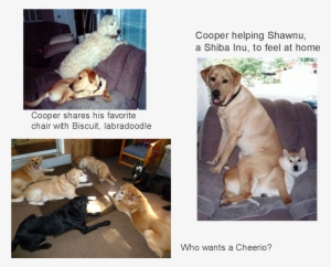 Share This - - Labrador Retriever - Free Transparent PNG Download - PNGkey