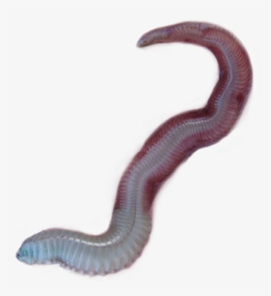 Paolo Worm Hatch In The Florida Keys - Florida - Free Transparent PNG ...