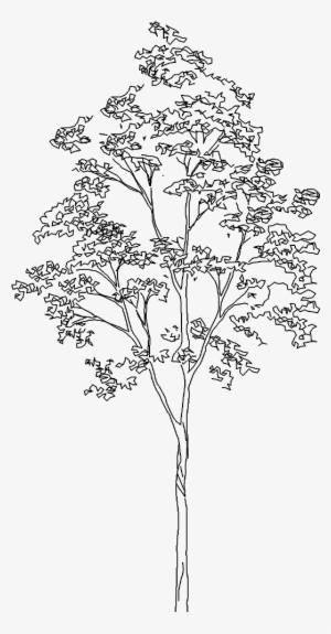 Standard Tree Pit Details Uk - Free Transparent PNG Download - PNGkey