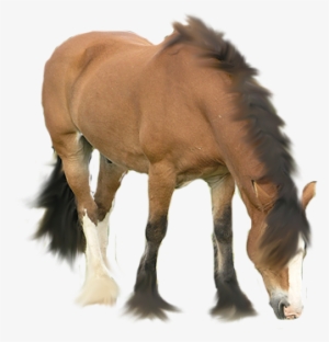 Australian Stock Horse Foal Drawing Icon - Horse Icon - Free ...