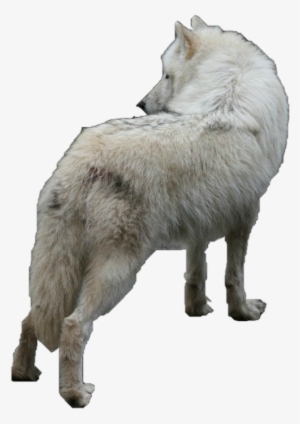 White Wolf Gif Transparent - Free Transparent PNG Download - PNGkey