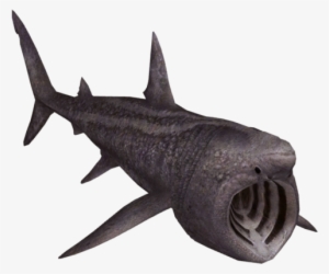 Basking Shark - Free Transparent PNG Download - PNGkey