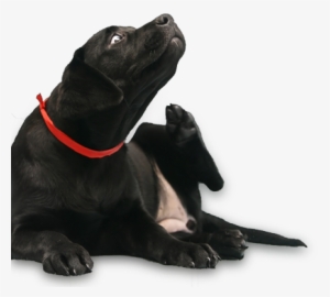 Dog Itching And Scratching - Dog Scratching Png - Free Transparent PNG ...