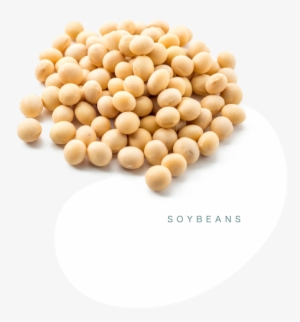 What's In The Small Is Big - Soybean - Free Transparent PNG Download ...