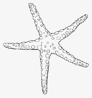 Sea Star Pictures To Color - Free Transparent PNG Download - PNGkey