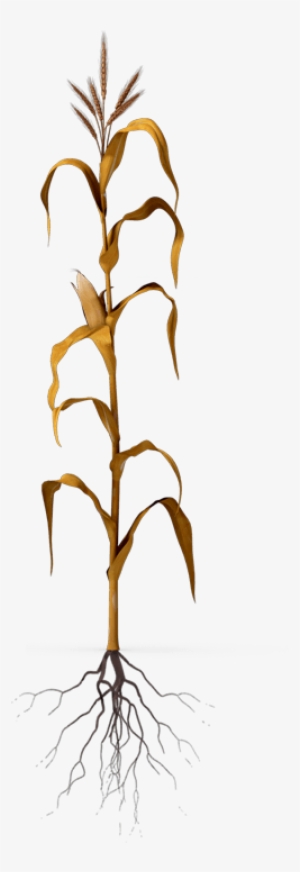 Free Corn Stalk Png - Twig - Free Transparent PNG Download - PNGkey
