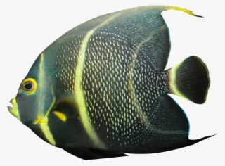 Angelfish Png Transparent Image - Angelfish Png - Free Transparent PNG ...