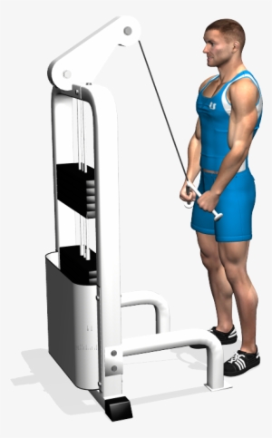 Cable Triceps Pushdown Involved Muscles During The - Tricipiti Lat ...