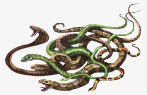 Inspired - Flying Snake D&d 5e - Free Transparent PNG Download - PNGkey