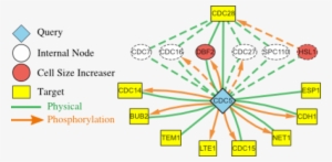 Bottom Top Patterns Complete - Cura Top Layer Pattern - Free ...