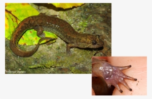 Newt - Oddbods Newt - Free Transparent PNG Download - PNGkey