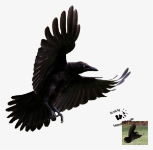 Flying Crows Transparent Pngs - Dispersion Effect Png For Picsart ...