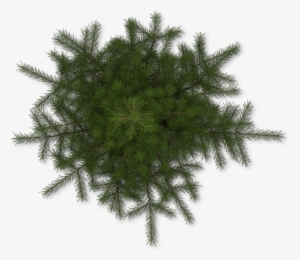 Pine - Free Transparent PNG Download - PNGkey