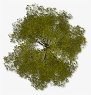 Tree Plan PNG, Transparent Tree Plan PNG Image Free Download - PNGkey