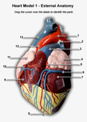 External Anatomy - Diagram - Free Transparent PNG Download - PNGkey