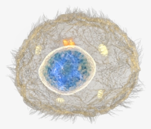 Cell PNG, Transparent Cell PNG Image Free Download - PNGkey