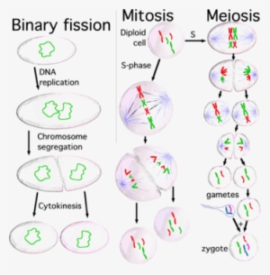 Mechanism Of Cell Division - Free Transparent PNG Download - PNGkey