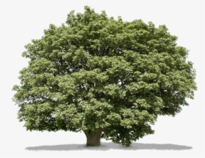 Tree 40 Png By Gd08 - Acer Campestre Png - Free Transparent PNG ...