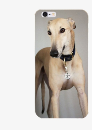 Greyhound Fawn Silicone Iphone Case With Blue Door - Greyhound - Free ...