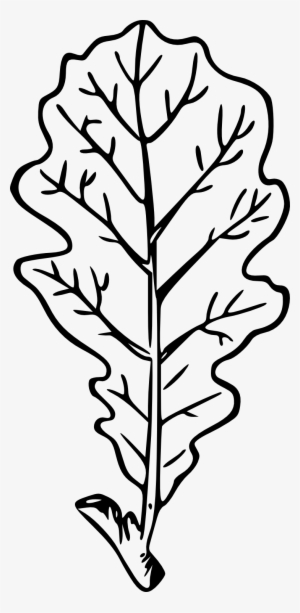 Drawn Leaves Transparent - Drawing - Free Transparent PNG Download - PNGkey