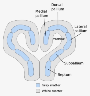 File - Vertebrate Pallium - Svg - Pallium Cerebro - Free Transparent ...