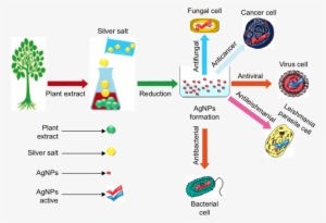 Graphical Abstract Representing The Synthesis And The - Diagram - Free ...